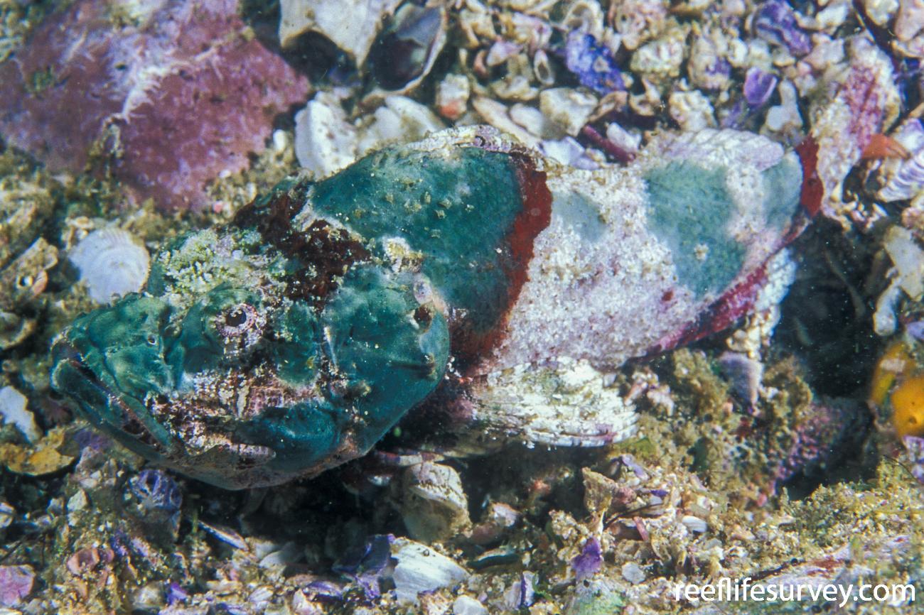 Scorpaenopsis diabolus - False Stonefish | ReefLifeSurvey.com