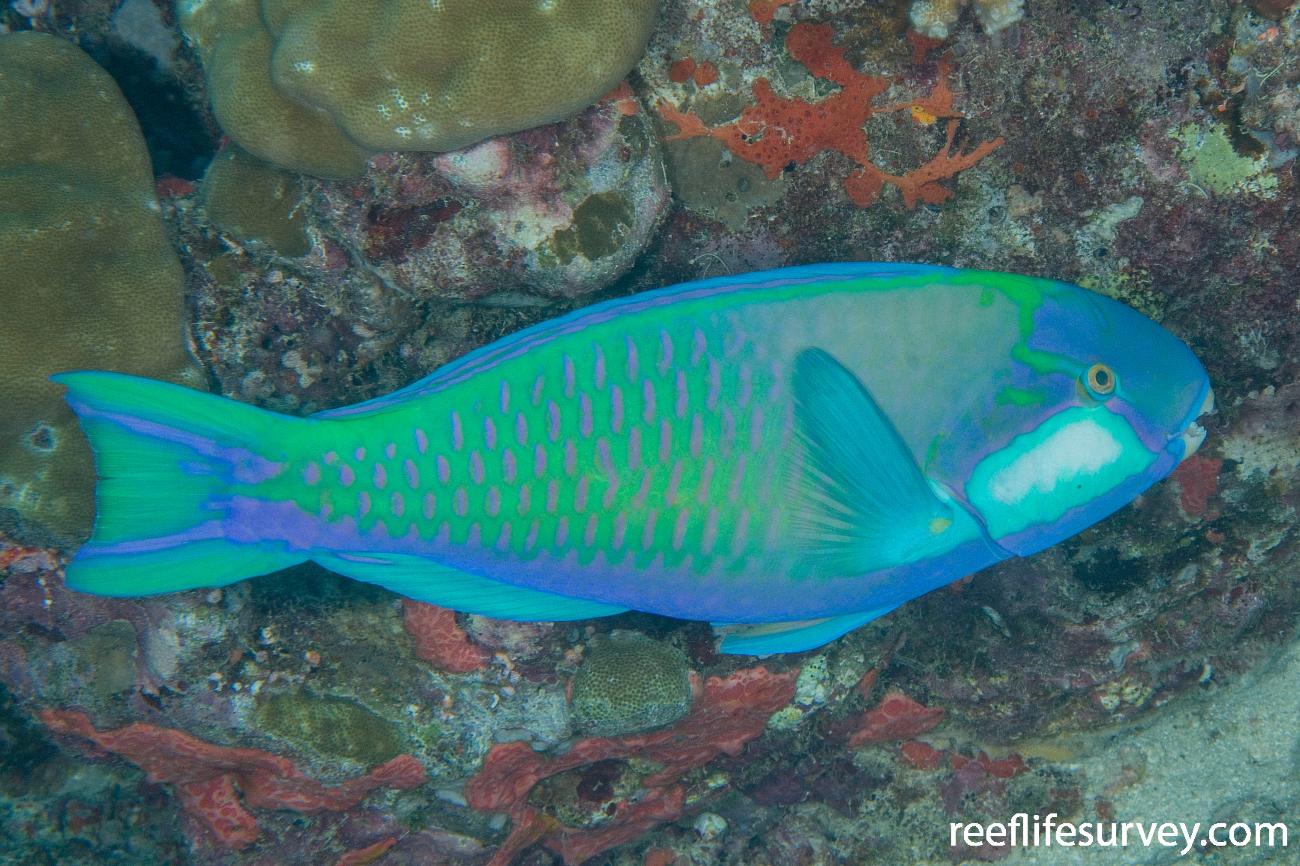 Chlorurus bleekeri - Bleekers Parrotfish | ReefLifeSurvey.com