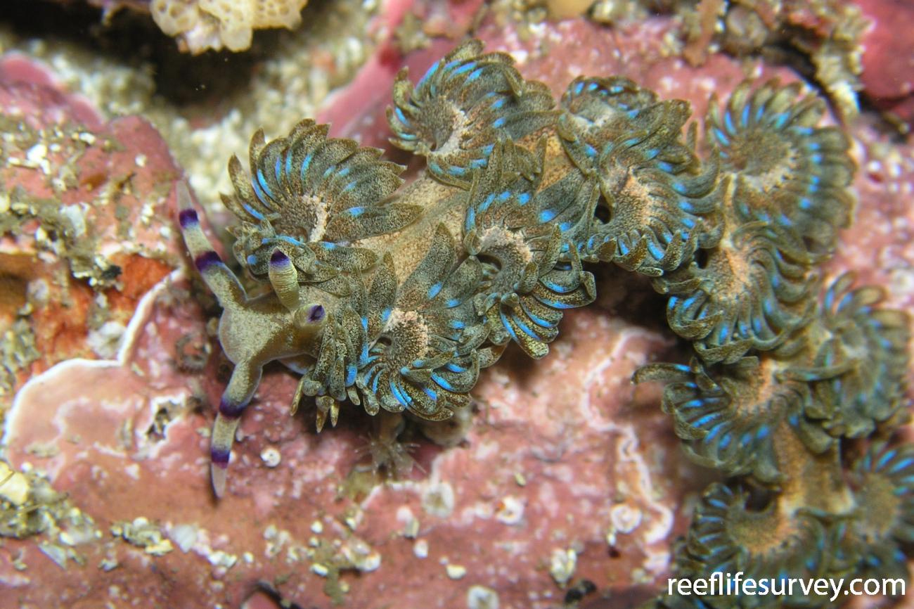 Pteraeolidia ianthina - Blue Dragon | ReefLifeSurvey.com