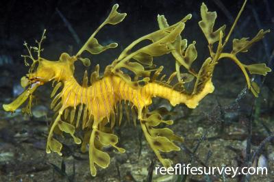 Phycodurus eques - Leafy seadragon | Reef Life Survey