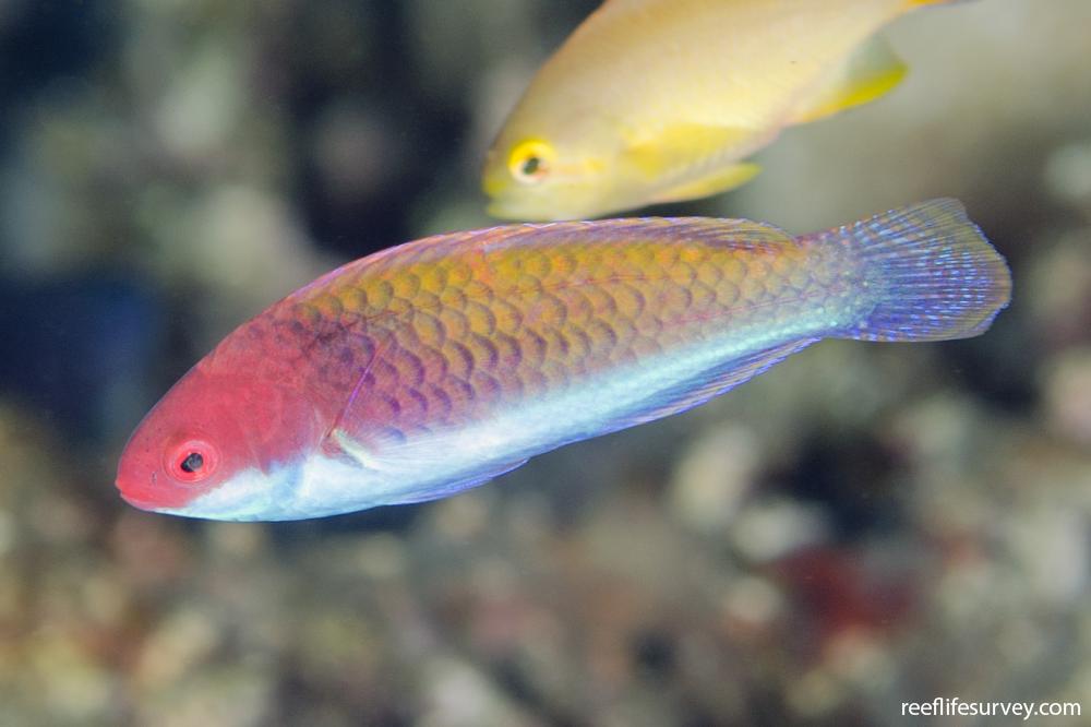 Cirrhilabrus solorensis - Red-eye wrasse | Reef Life Survey
