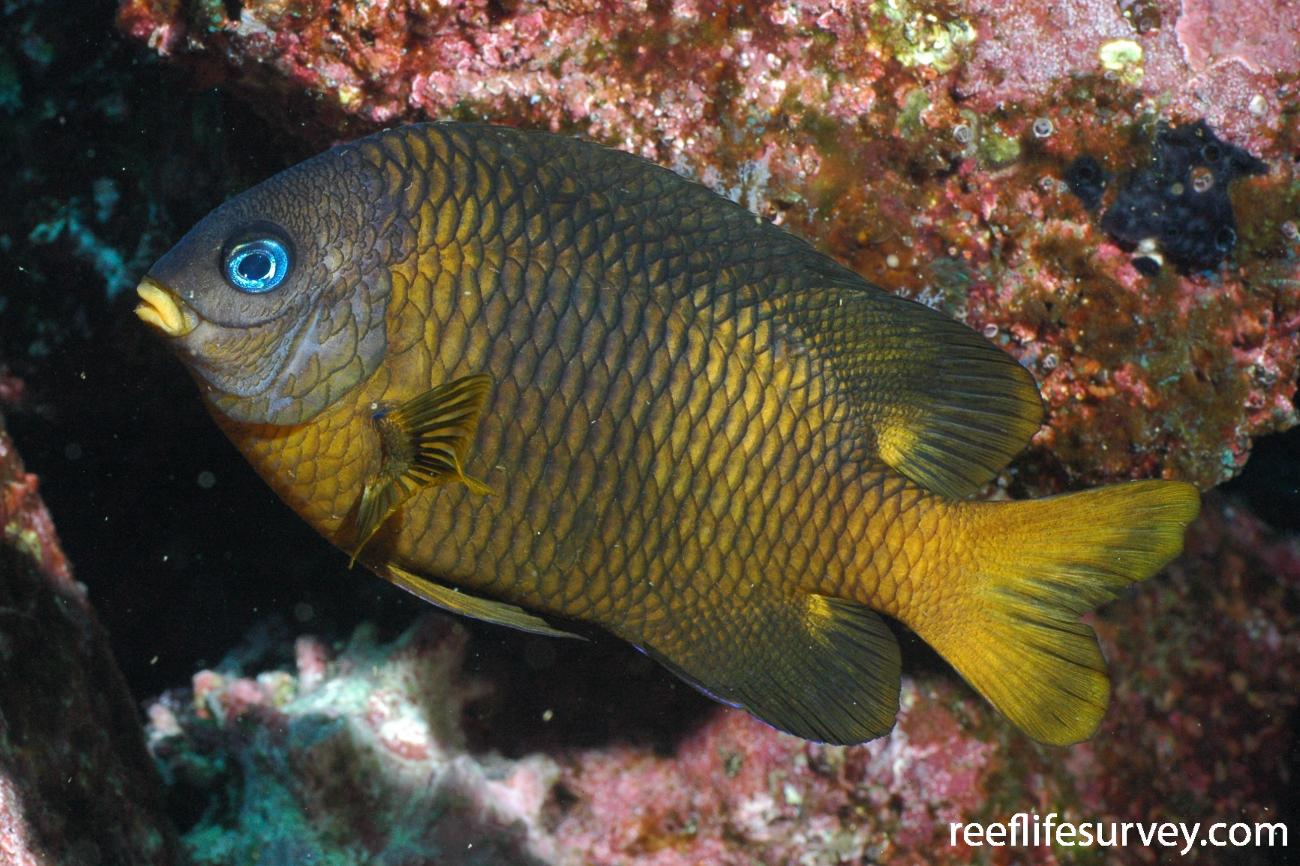 Stegastes arcifrons - Galapagos Gregory | ReefLifeSurvey.com