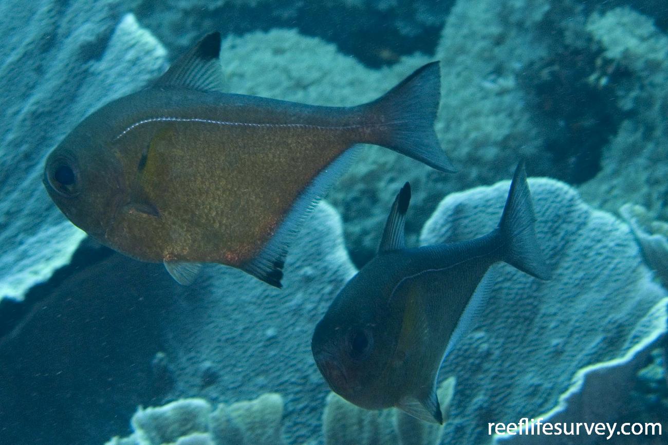 Pempheris vanicolensis - Vanikoro Sweeper | ReefLifeSurvey.com