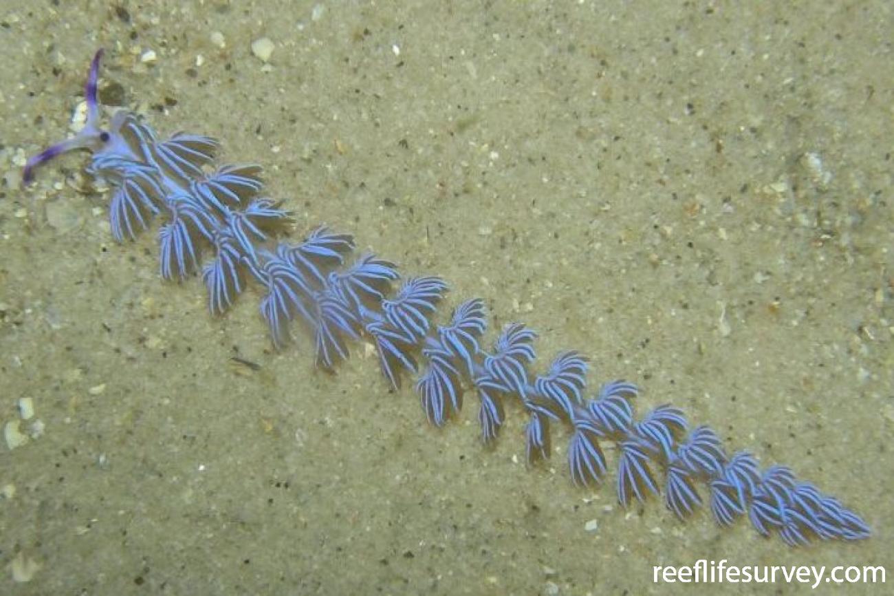 Pteraeolidia ianthina - Blue Dragon | ReefLifeSurvey.com