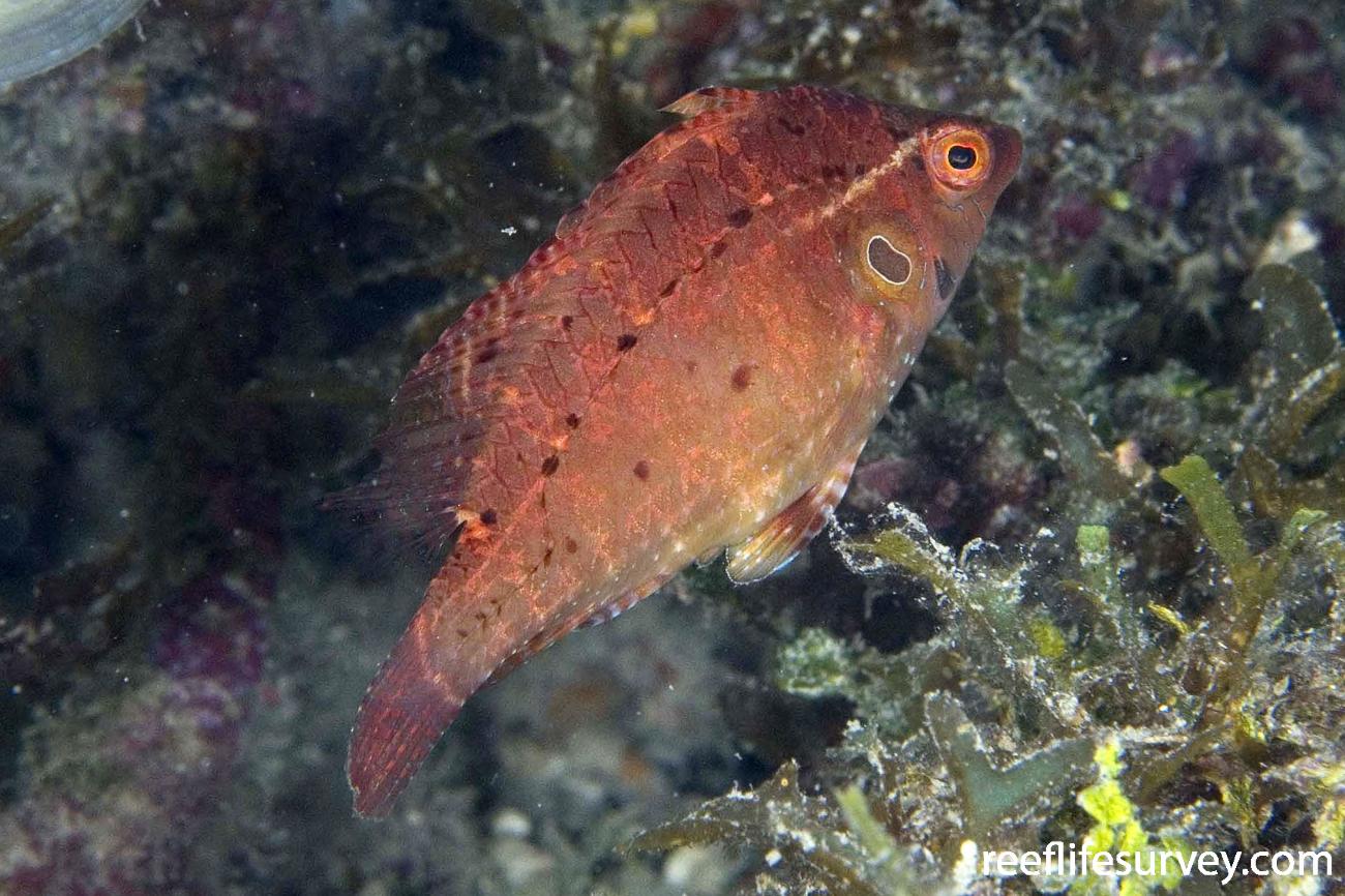 Pteragogus cryptus - Cryptic Wrasse | ReefLifeSurvey.com