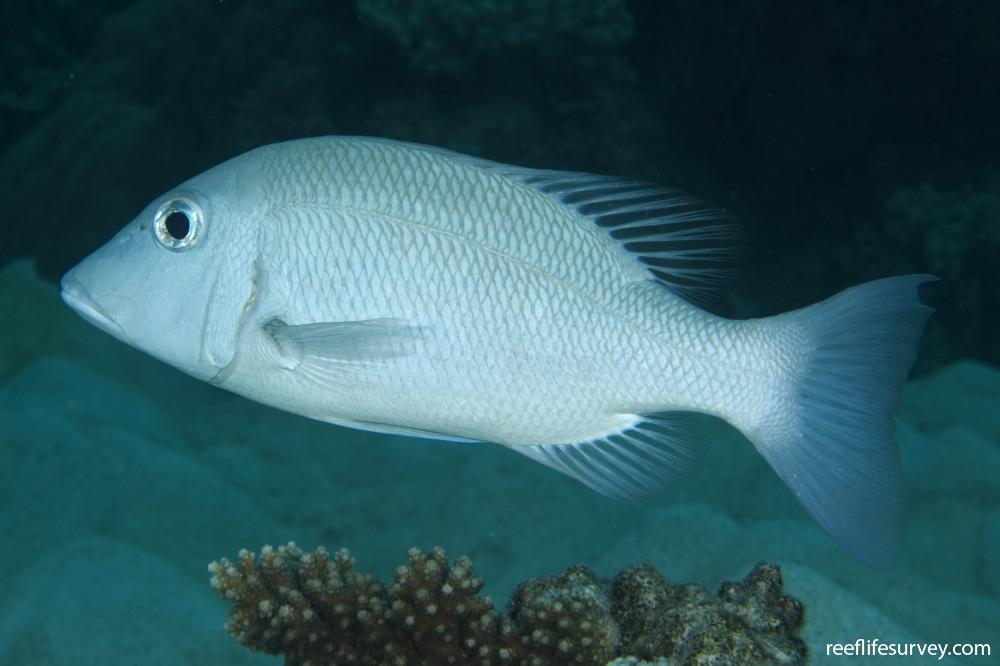 Lethrinus obsoletus - Orangestriped Emperor | Reef Life Survey