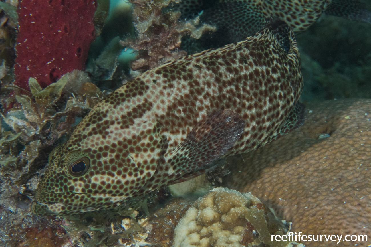 Cephalopholis cruentata - Graysby | ReefLifeSurvey.com
