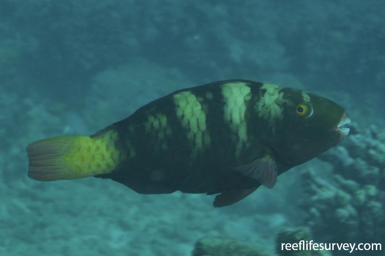 Chlorurus bleekeri - Bleekers Parrotfish | ReefLifeSurvey.com