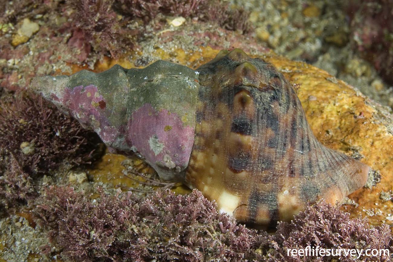 Charonia lampas - Red Triton Shell | ReefLifeSurvey.com