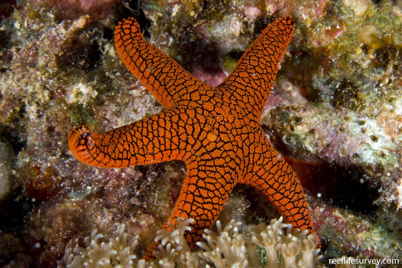 Fromia indica - Indian Seastar | ReefLifeSurvey.com