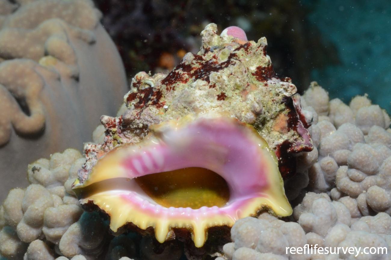 Drupa morum - Purple Pacific Drupe | ReefLifeSurvey.com