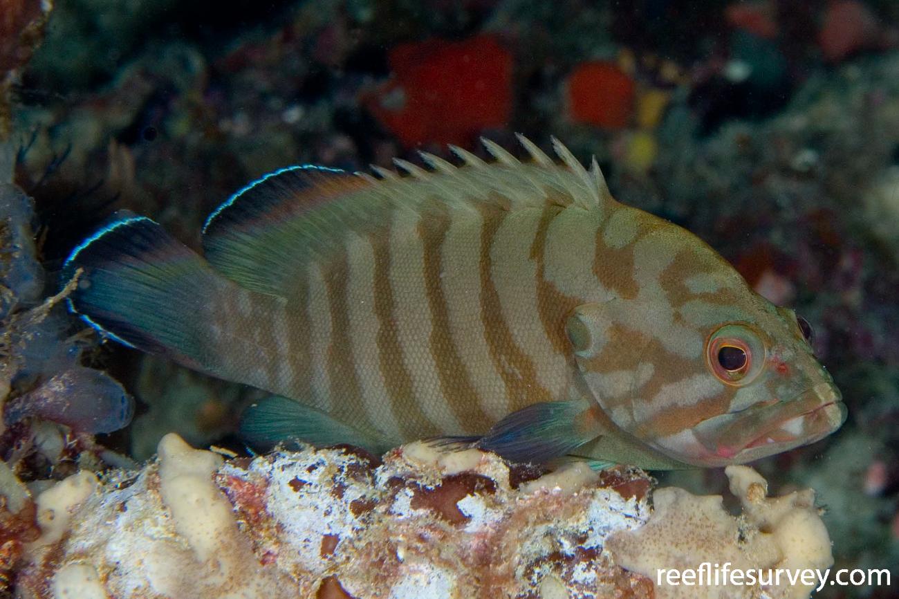 Cephalopholis boenak - Brownbarred Rockcod | ReefLifeSurvey.com