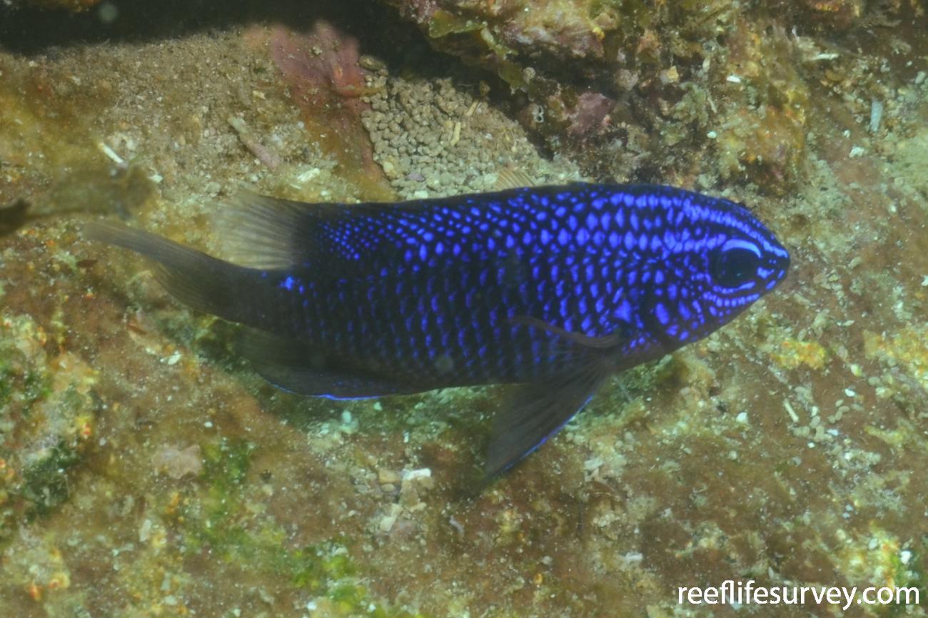 Stegastes rectifraenum - Cortez Damselfish | ReefLifeSurvey.com
