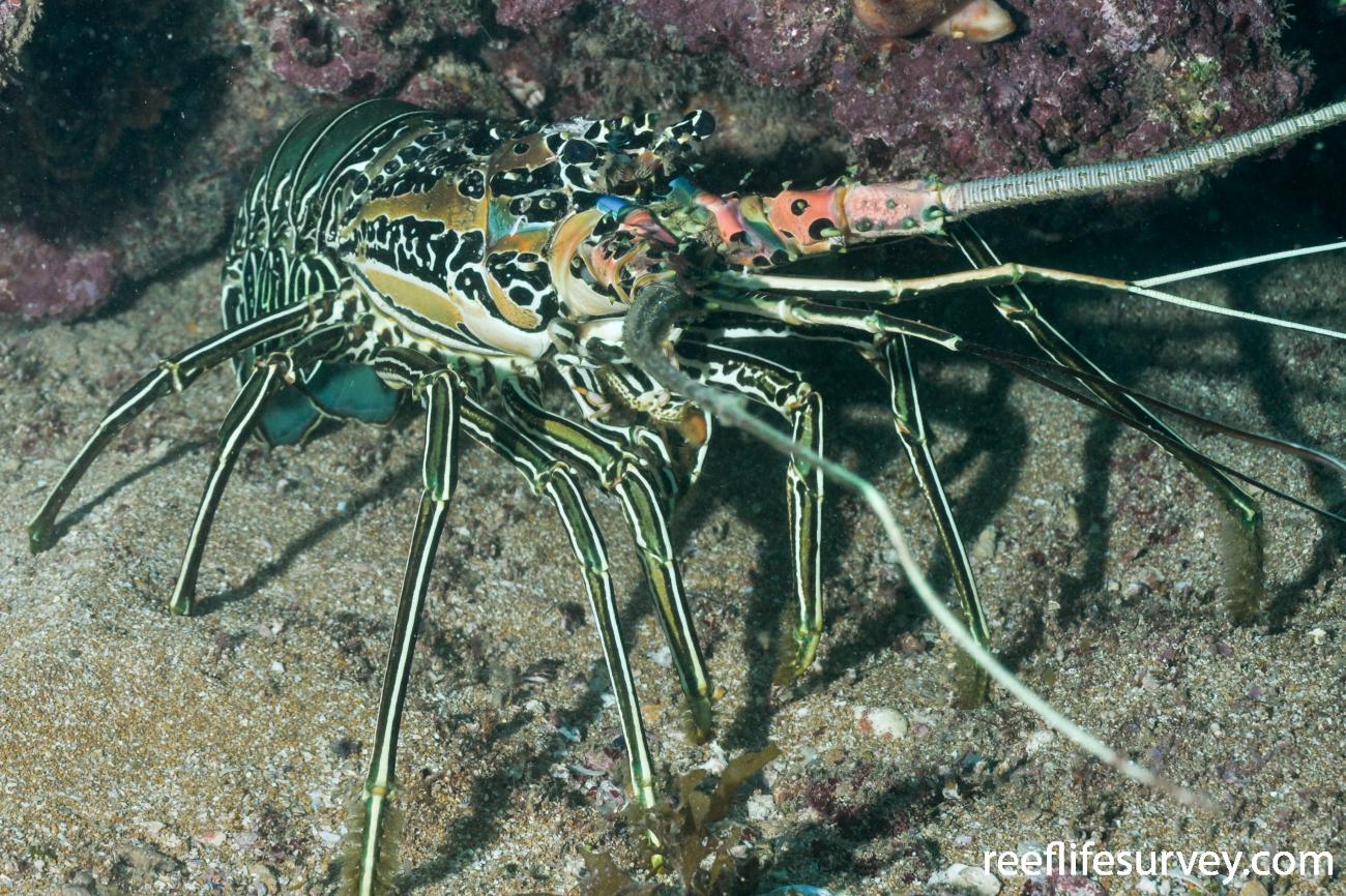 Panulirus versicolor - Painted Rocklobster | ReefLifeSurvey.com