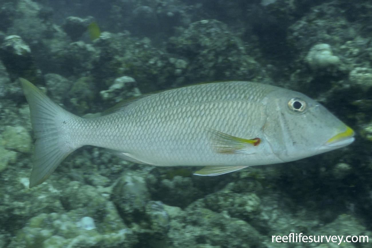Lethrinus xanthochilus - Yellowlip Emperor | ReefLifeSurvey.com
