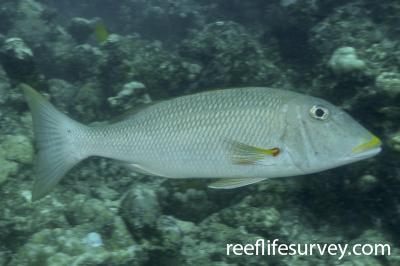 Lethrinus amboinensis - Ambon Emperor | ReefLifeSurvey.com
