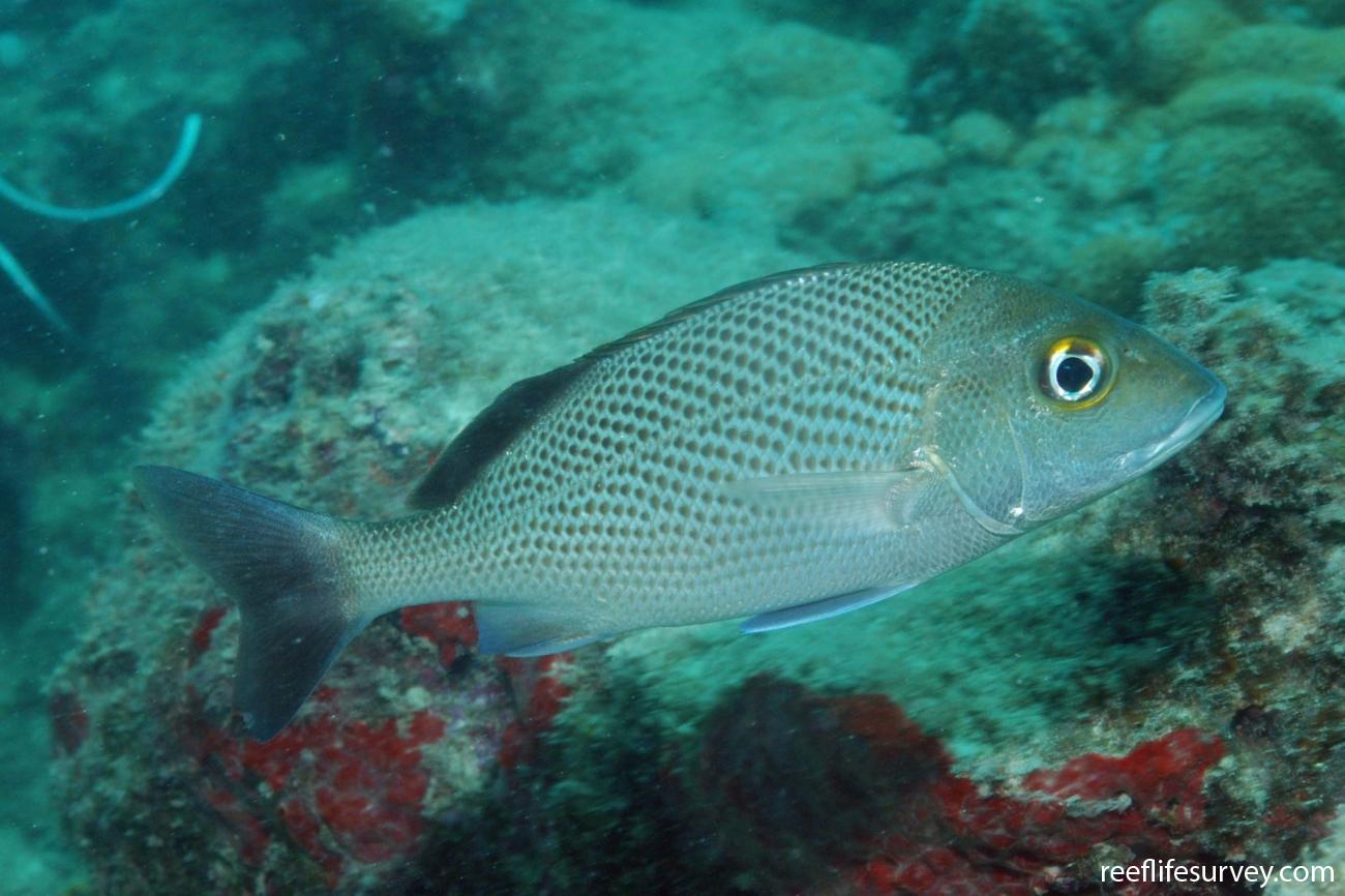 Haemulon parra - Sailors Grunt | ReefLifeSurvey.com
