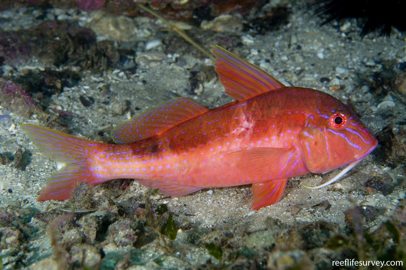 Upeneichthys lineatus - Blue-lined Goatfish | ReefLifeSurvey.com