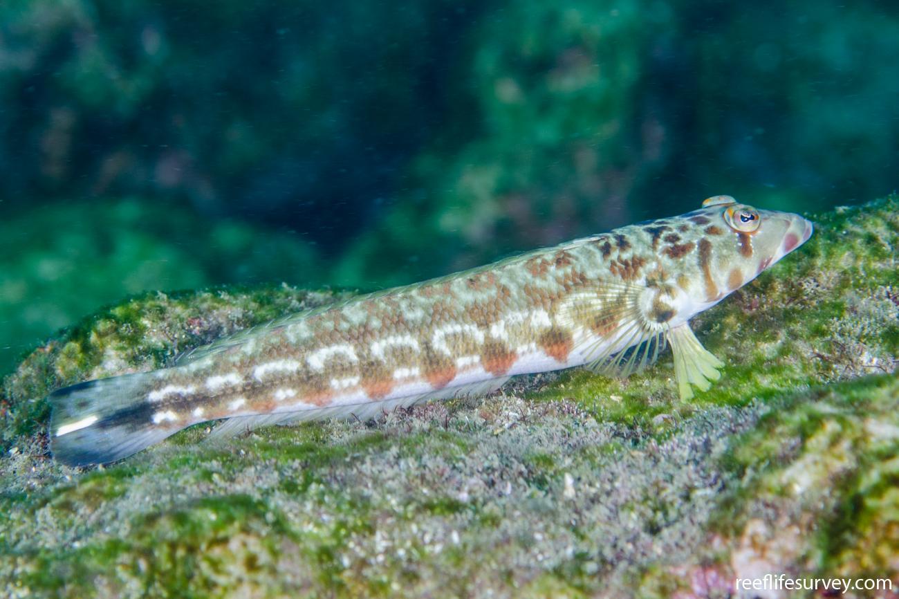Parapercis millepunctata - Thousand Spot Grubfish | ReefLifeSurvey.com