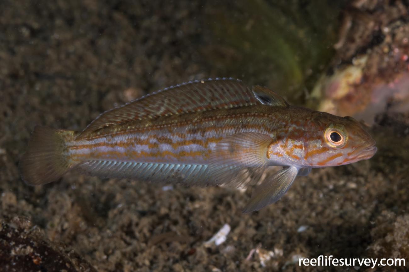 Patagonotothen brevicauda - Patagonian Rockcod | ReefLifeSurvey.com