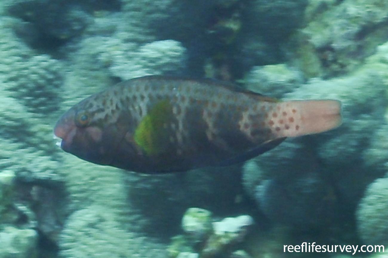 Chlorurus atrilunula - Bluemoon Parrotfish | ReefLifeSurvey.com