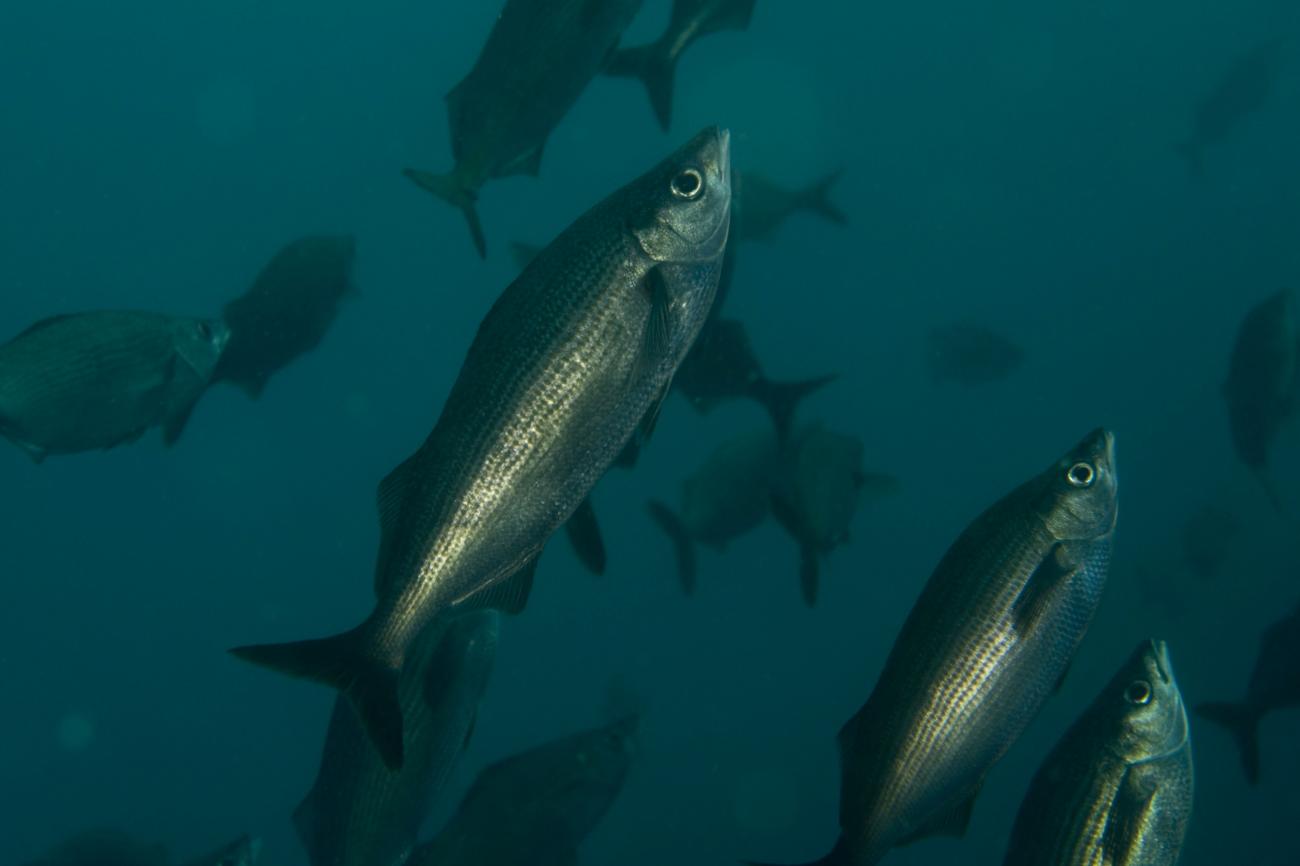 Mendosoma lineatum - Real Bastard Trumpeter | ReefLifeSurvey.com