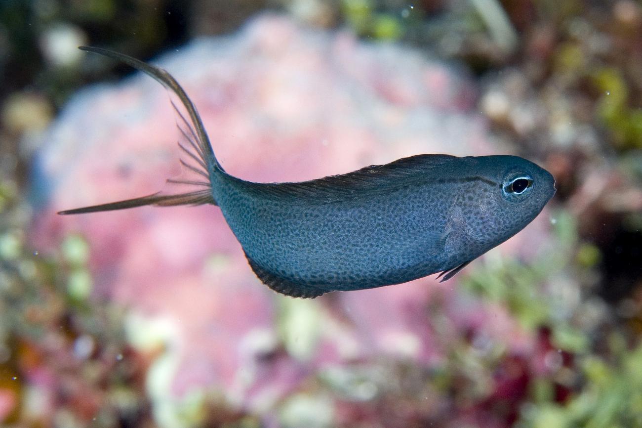 Meiacanthus reticulatus - | ReefLifeSurvey.com