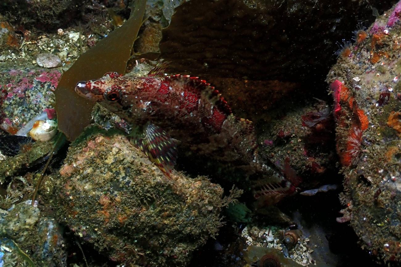 Oxylebius pictus - Painted Greenling | ReefLifeSurvey.com