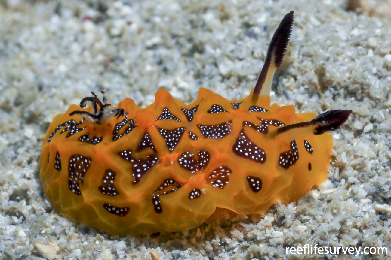 Halgerda tessellata - | ReefLifeSurvey.com