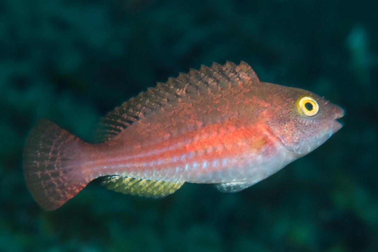 Sparisoma atomarium - Greenblotch Parrotfish | ReefLifeSurvey.com