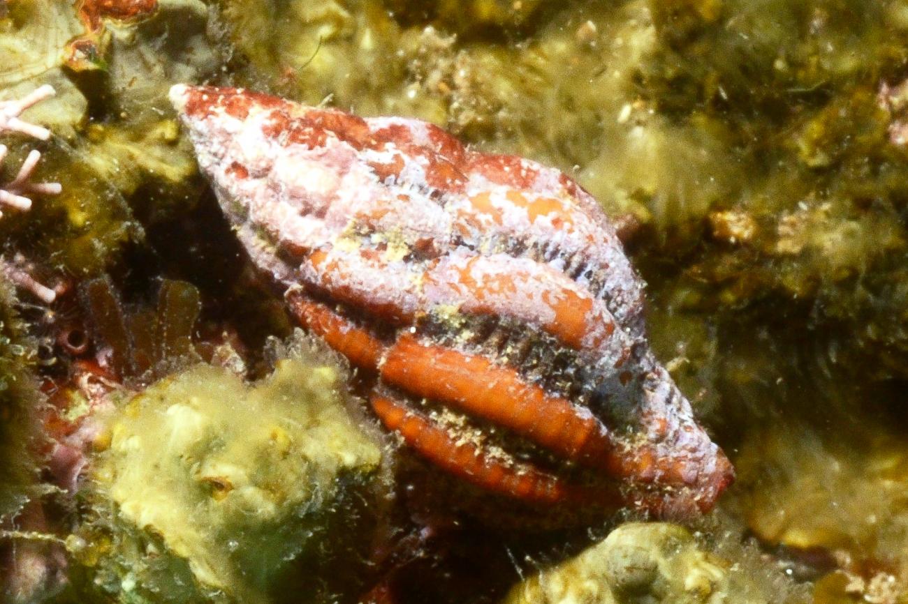 Peristernia reincarnata - | ReefLifeSurvey.com
