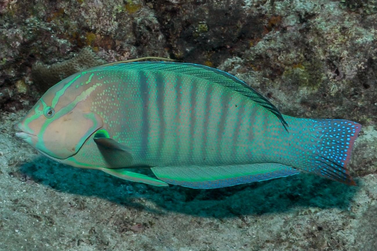 Coris formosa - Queen Coris | ReefLifeSurvey.com