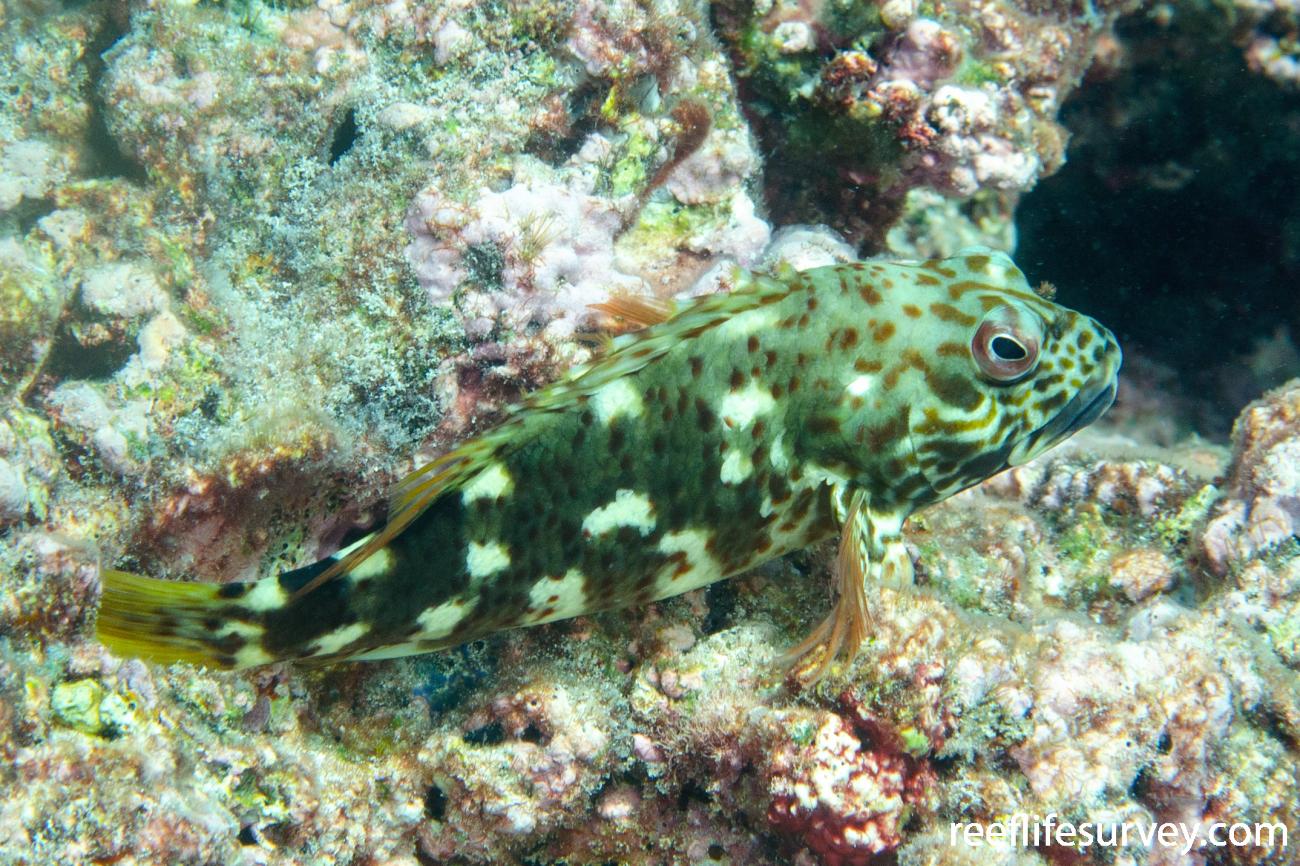 Cirrhitus pinnulatus - Whitespotted Hawkfish | ReefLifeSurvey.com