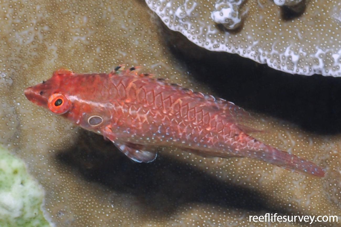 Pteragogus cryptus - Cryptic Wrasse | ReefLifeSurvey.com