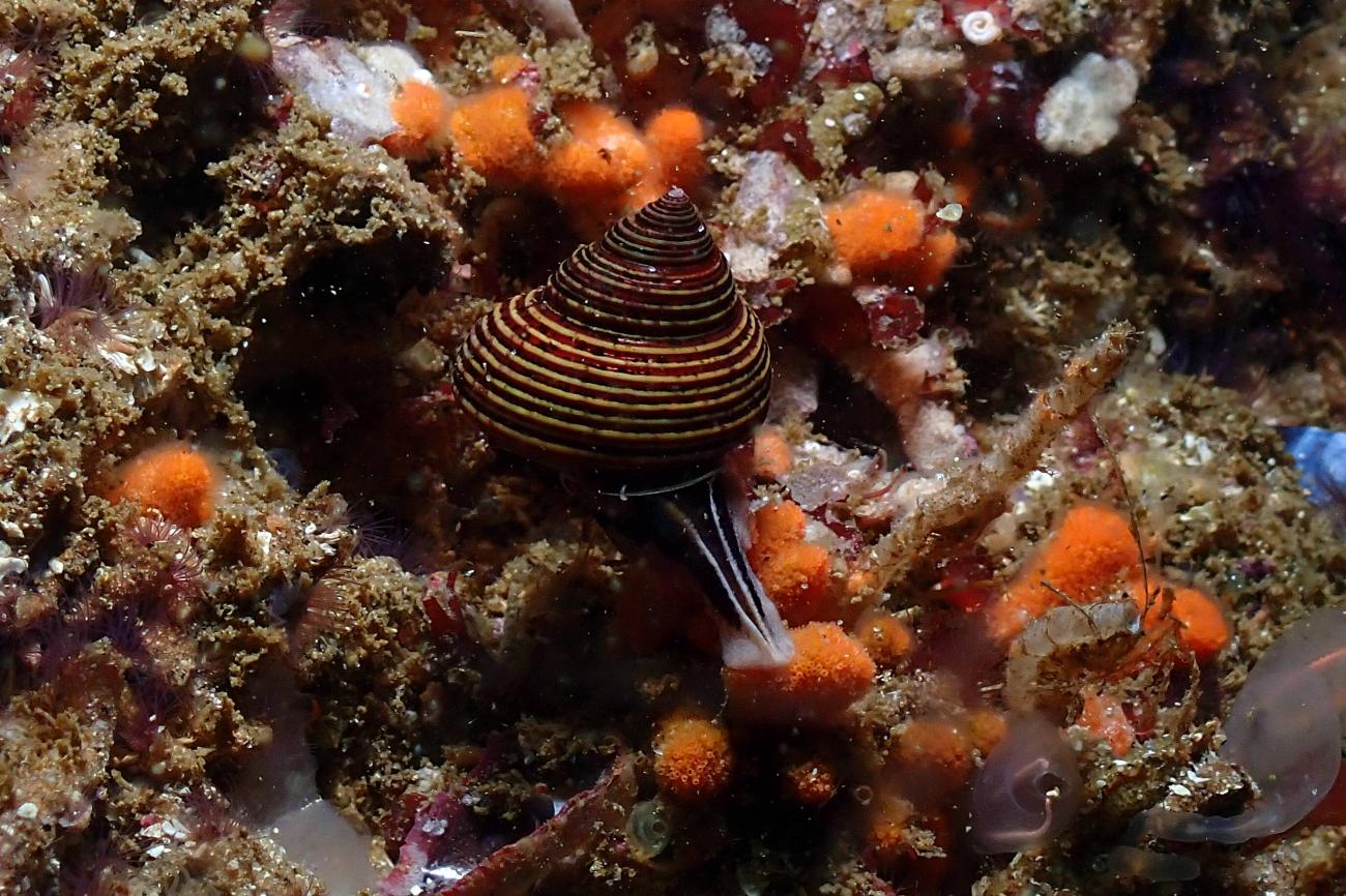 Calliostoma ligatum - Blue Top Shell | ReefLifeSurvey.com