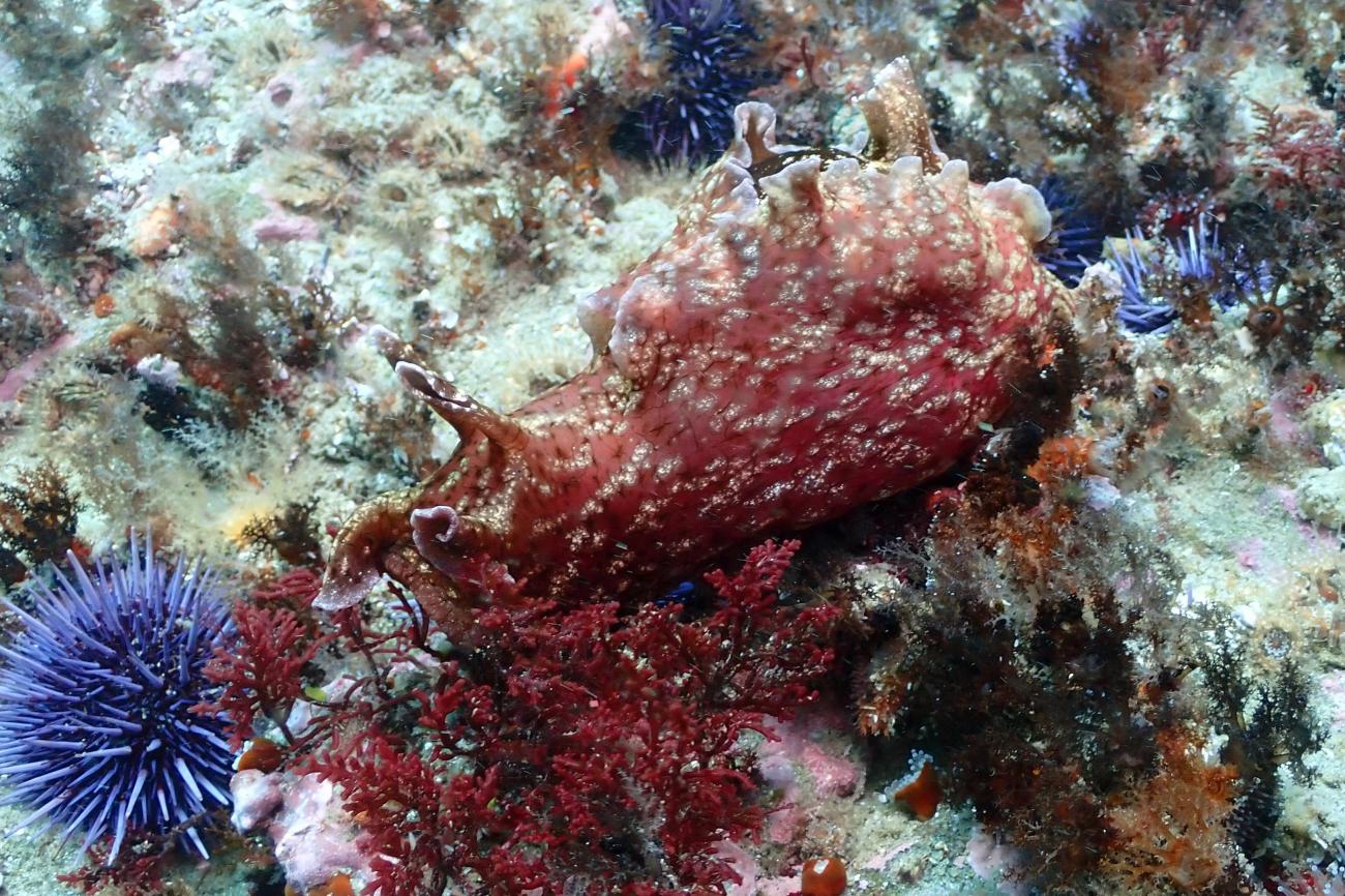 Aplysia californica - California Seahare | ReefLifeSurvey.com