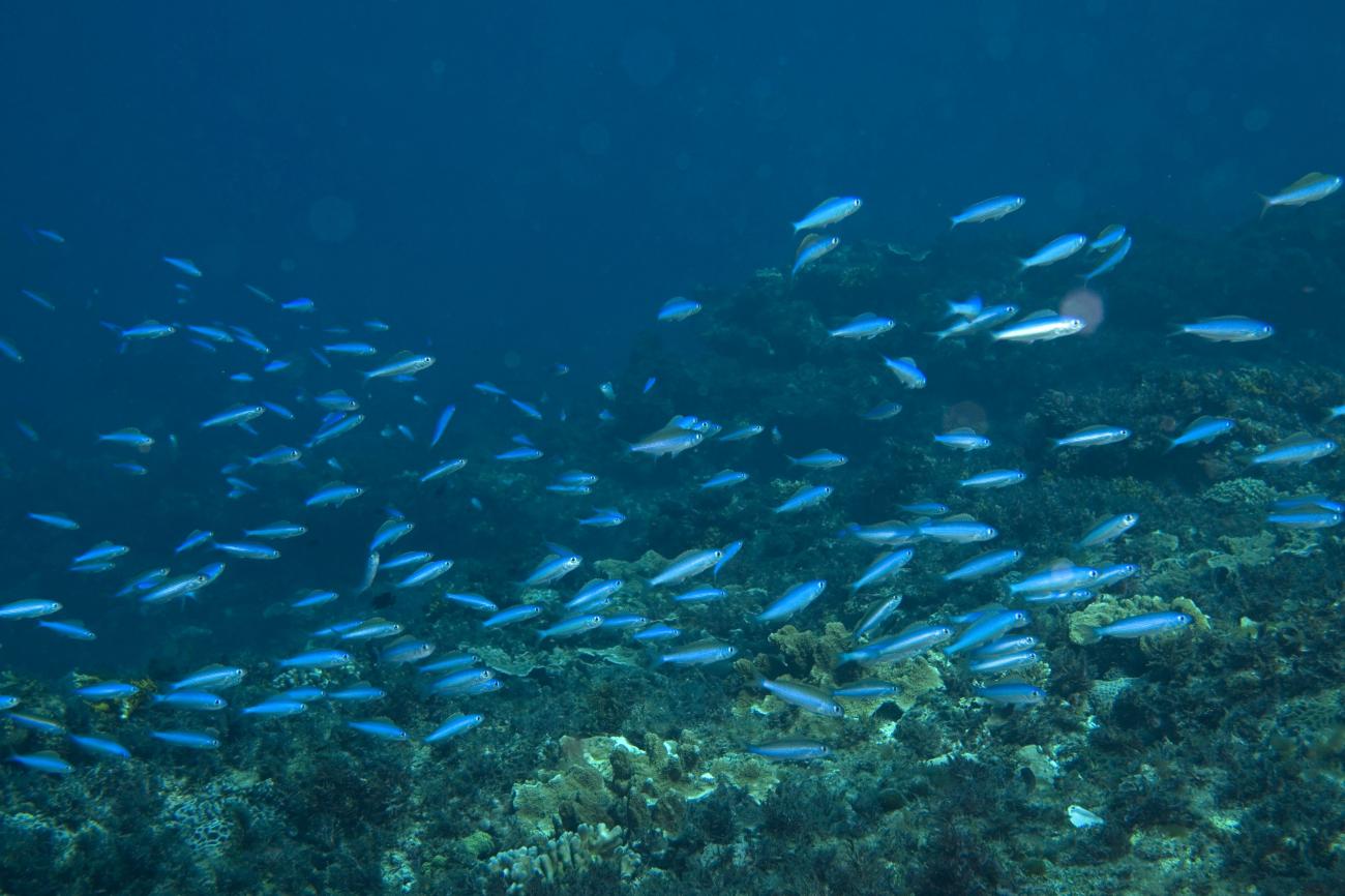 Teixeirichthys jordani - | ReefLifeSurvey.com