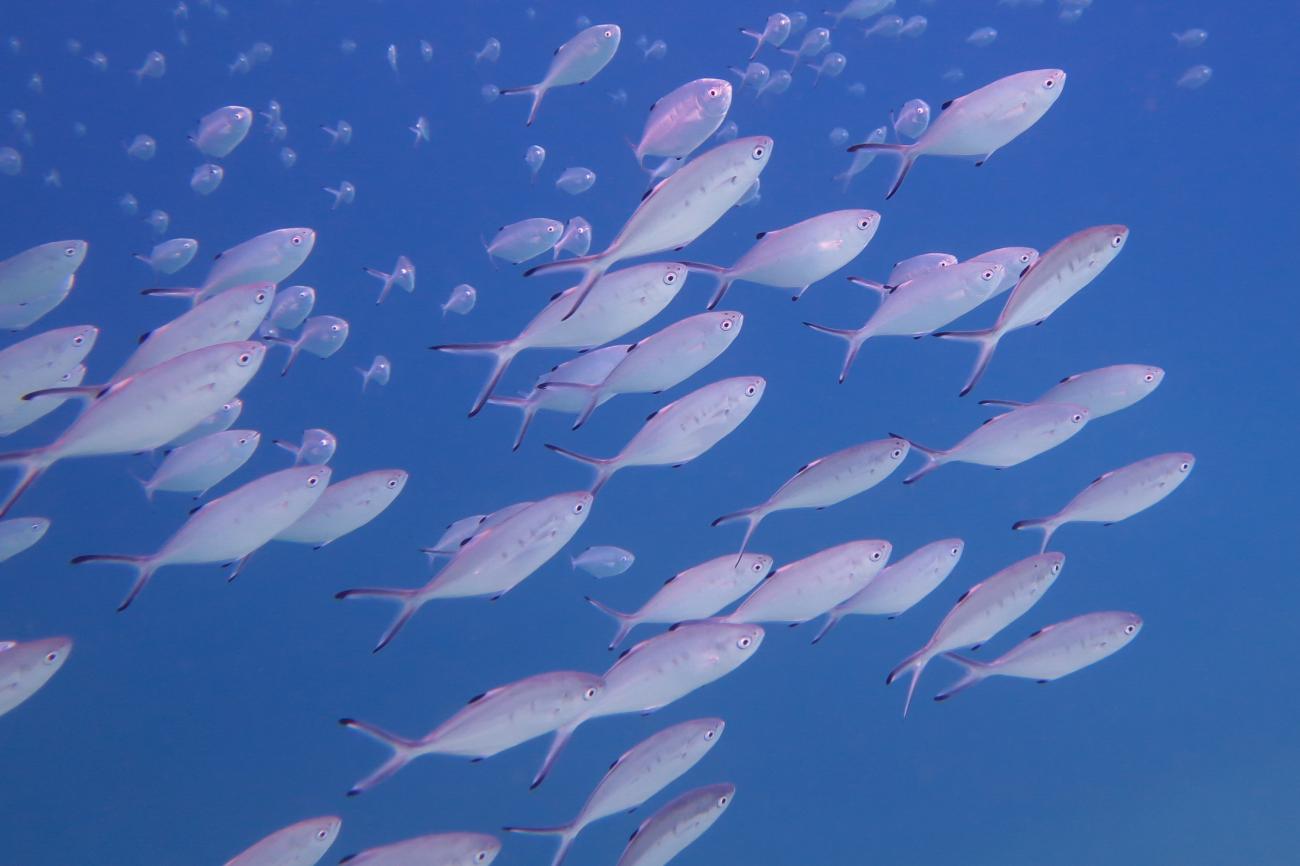 Trachinotus ovatus - Pompano | ReefLifeSurvey.com