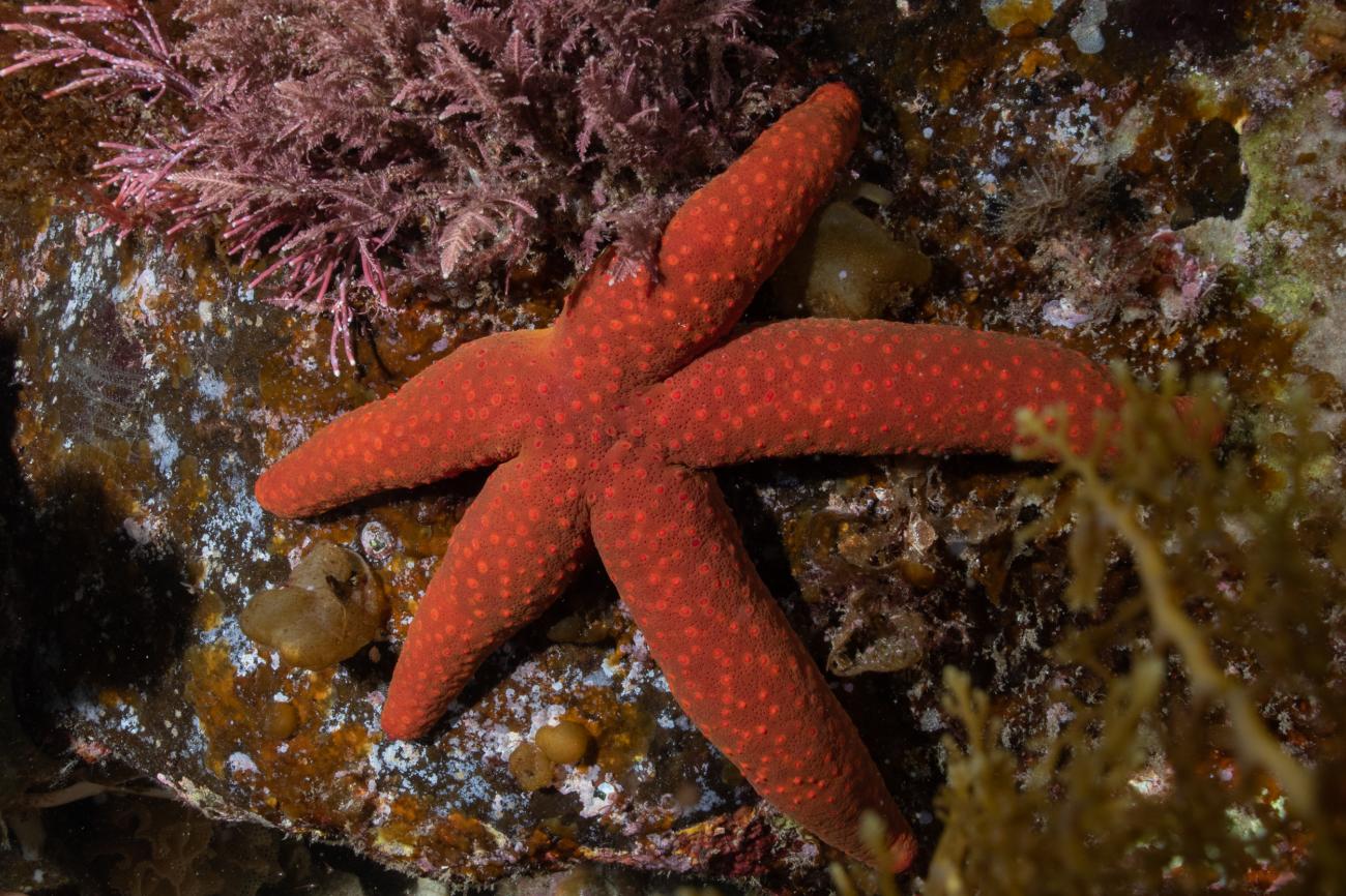 Echinaster varicolor - Multi-coloured Seastar | ReefLifeSurvey.com