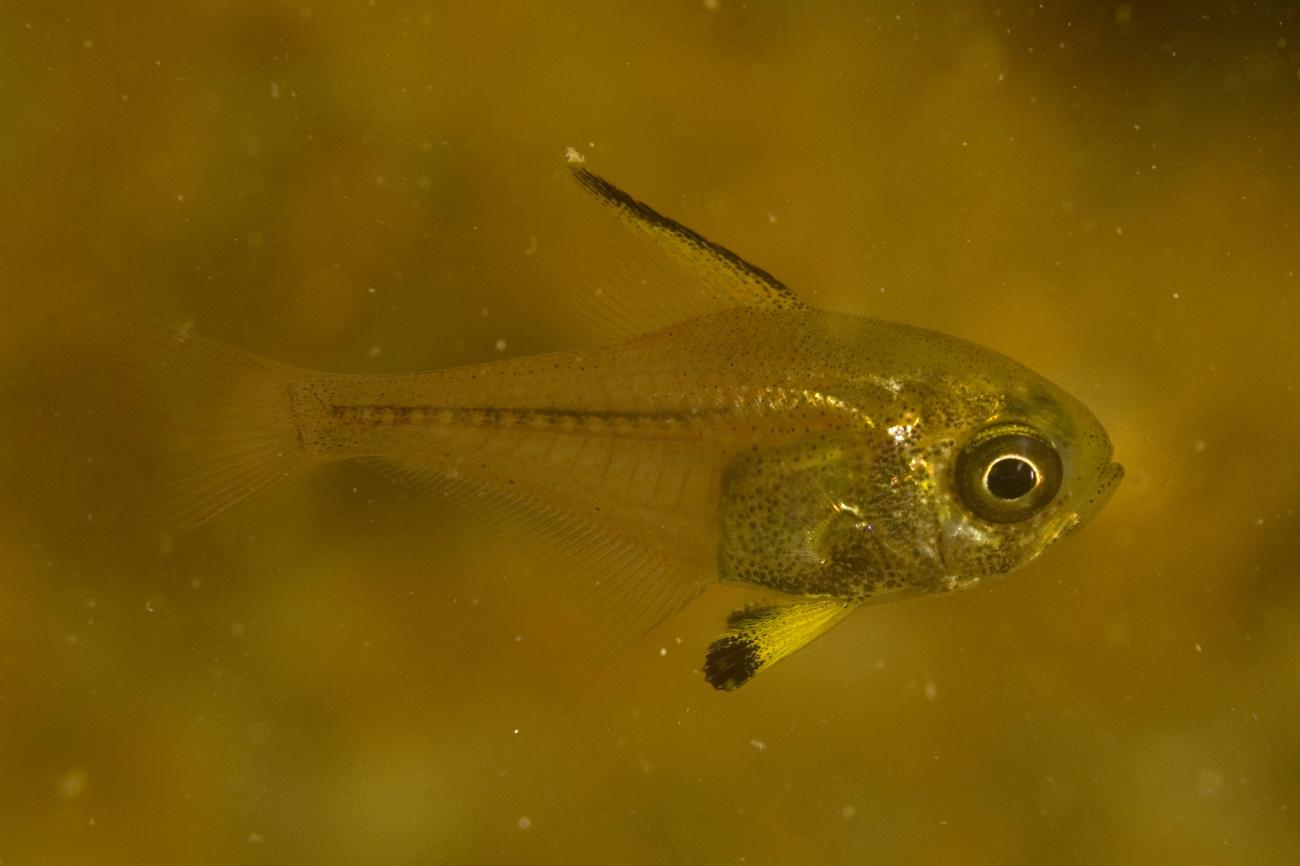 Pempheris multiradiata - Common Bullseye | ReefLifeSurvey.com