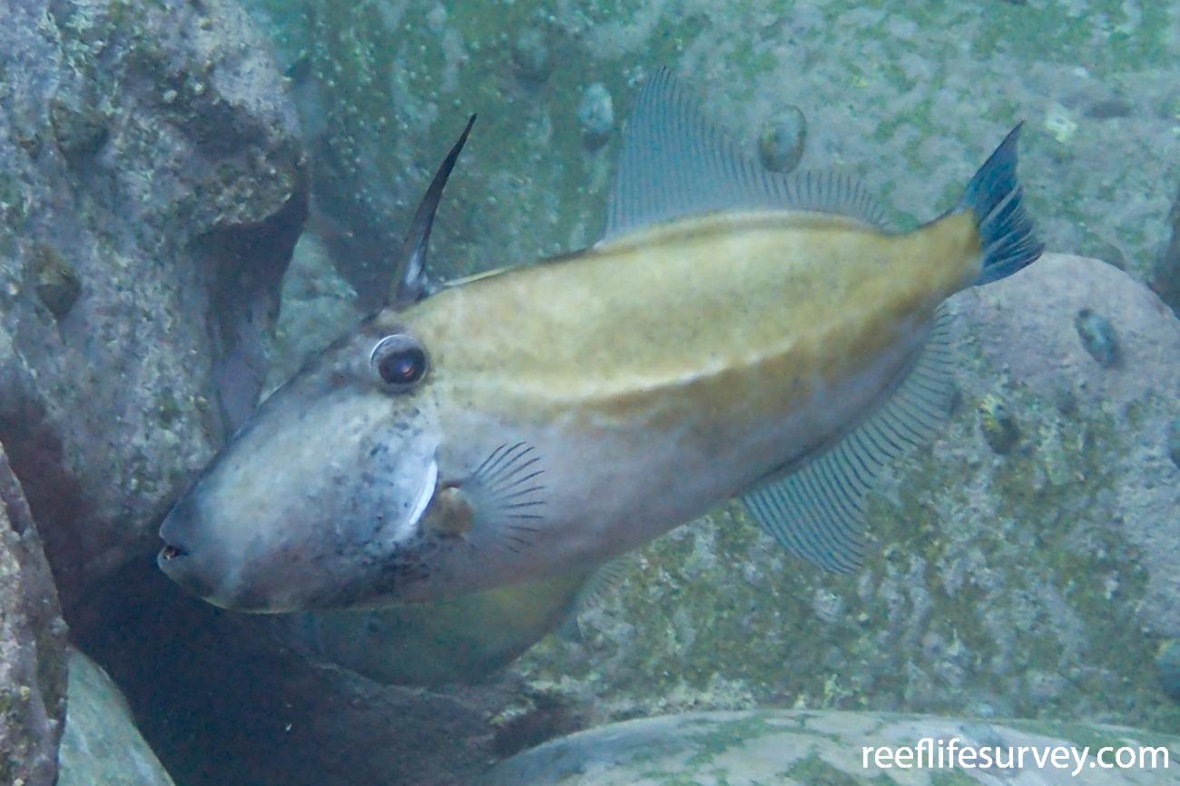 Eubalichthys gunnii - Gunns Leatherjacket | ReefLifeSurvey.com