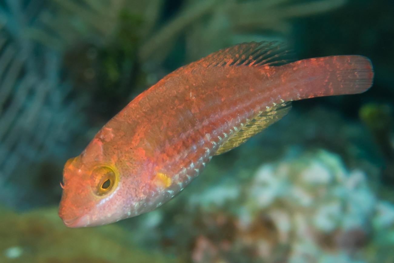 Sparisoma atomarium - Greenblotch Parrotfish | ReefLifeSurvey.com