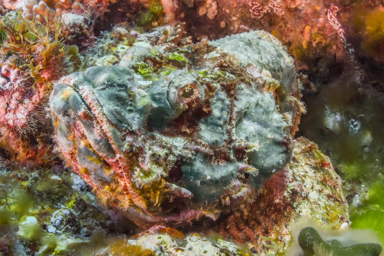 Scorpaenopsis diabolus - False Stonefish | ReefLifeSurvey.com