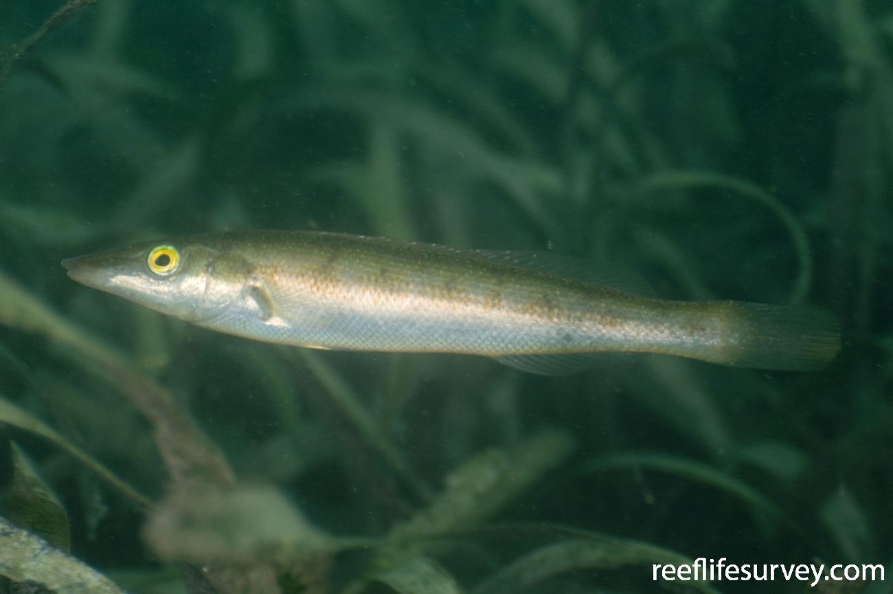Haletta semifasciata - Blue Rock Whiting | ReefLifeSurvey.com