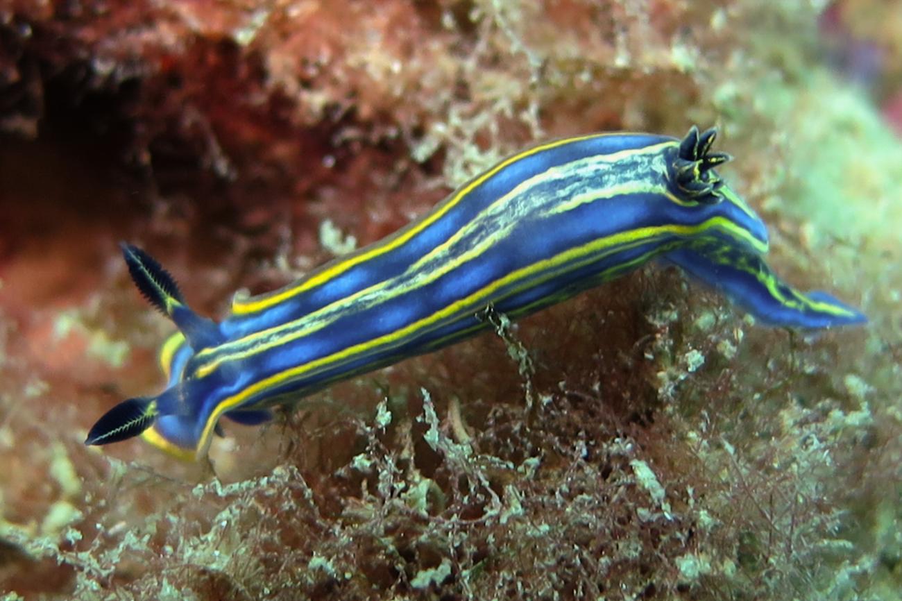 Felimare bilineata - | ReefLifeSurvey.com