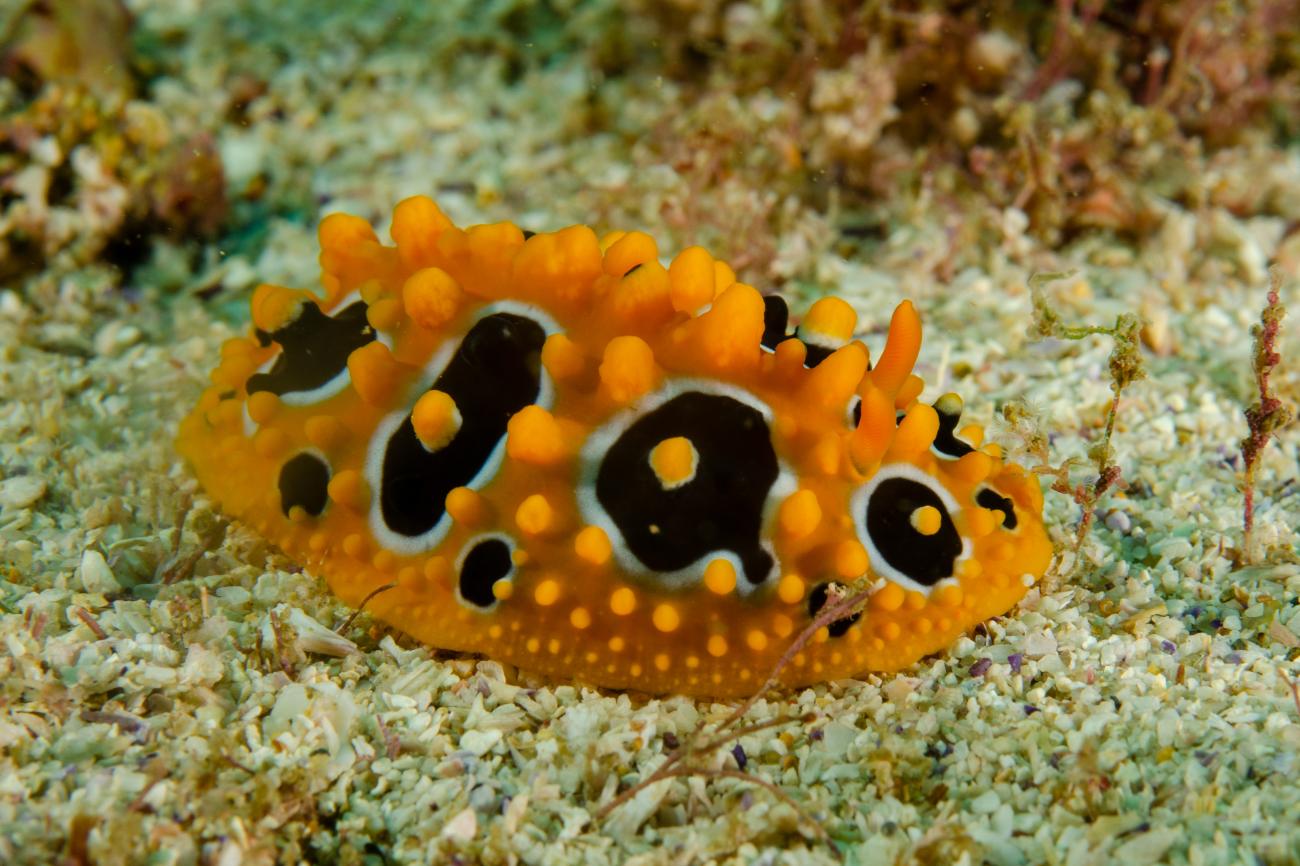 Phyllidia ocellata - Ocellate Phyllidia | ReefLifeSurvey.com