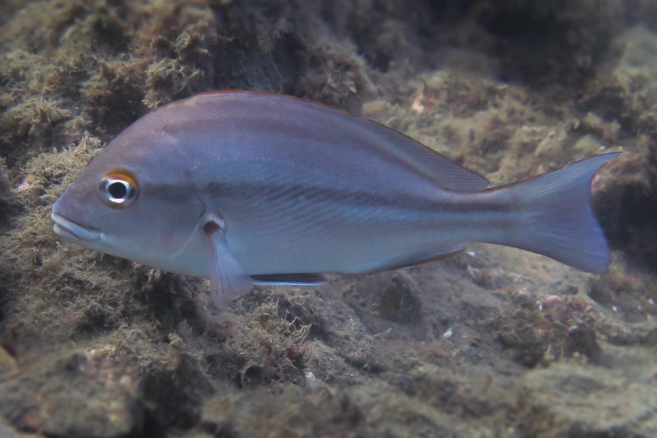 Plectorhinchus mediterraneus - Rubberlip Grunt | ReefLifeSurvey.com