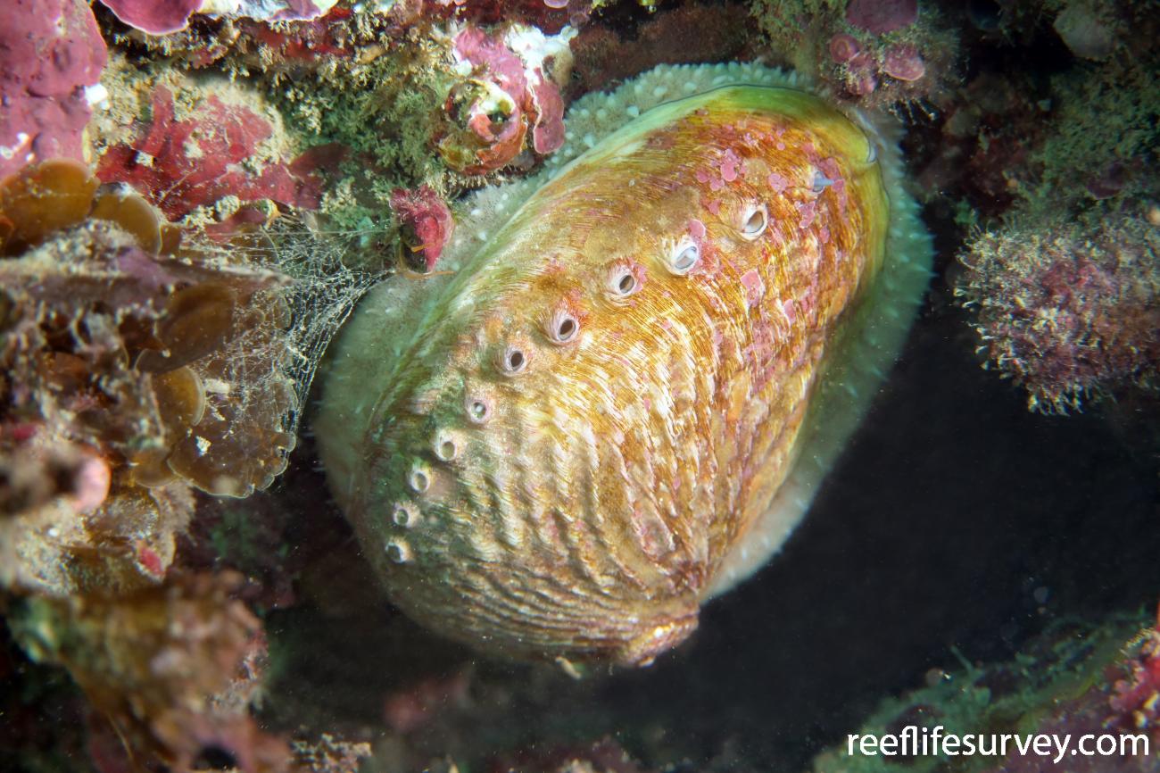 Haliotis australis - [an Abalone] | ReefLifeSurvey.com
