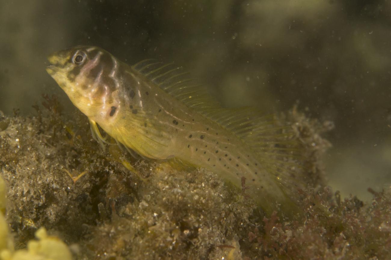 Omobranchus anolius - Oyster Blenny | ReefLifeSurvey.com