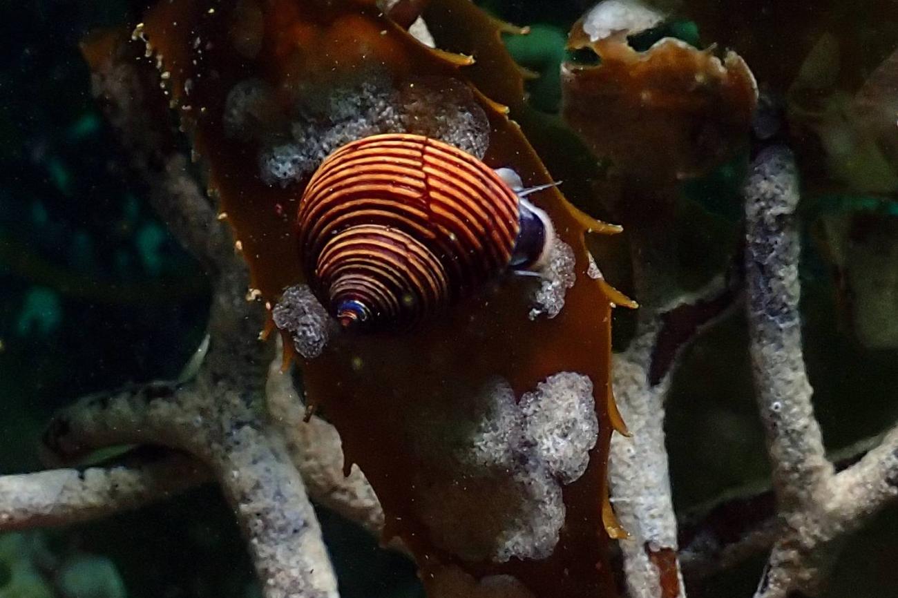 Calliostoma ligatum - Blue Top Shell | ReefLifeSurvey.com